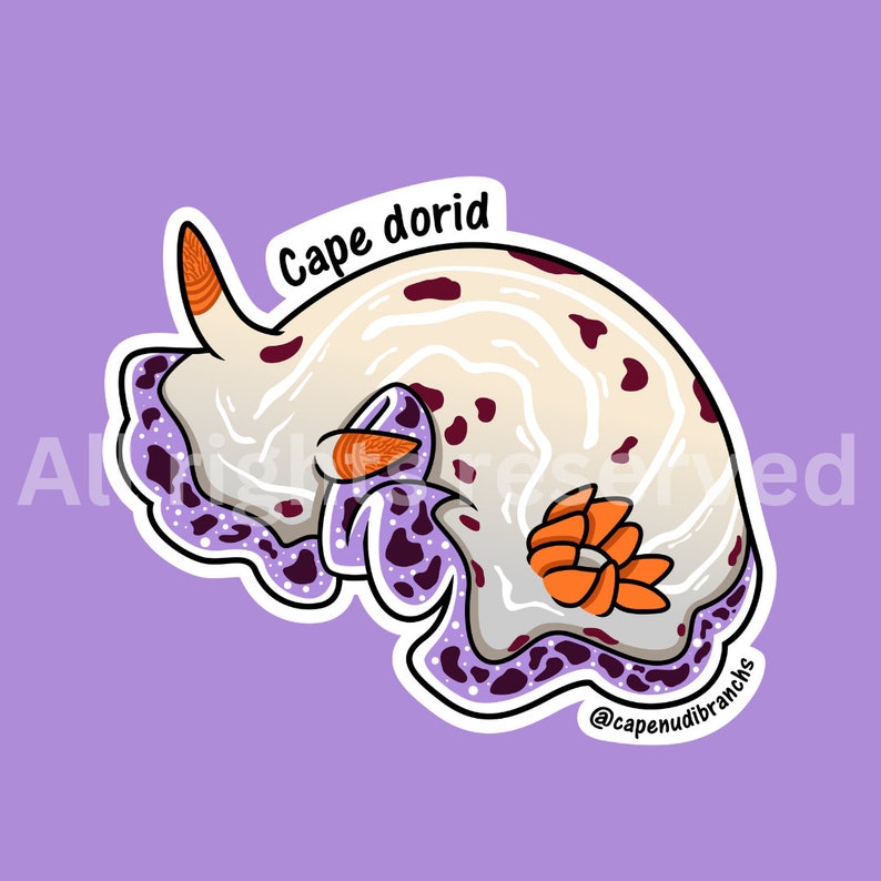 Nudibranch Sea Slug Sticker, Cape Dorid Nudibranch Sticker, Scuba ...