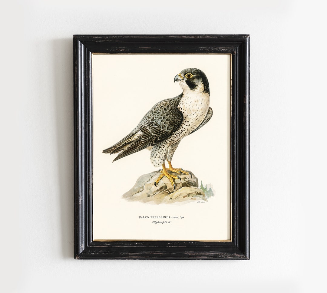 Peregrine Falcon Print, Falcon Painting, Bird Print, Birds Wall Art ...