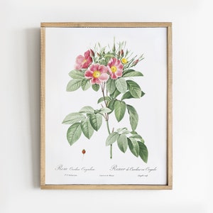 Pasture Rose, Rose Print, Rose Painting, Flower Painting, Kitchen Decor ...