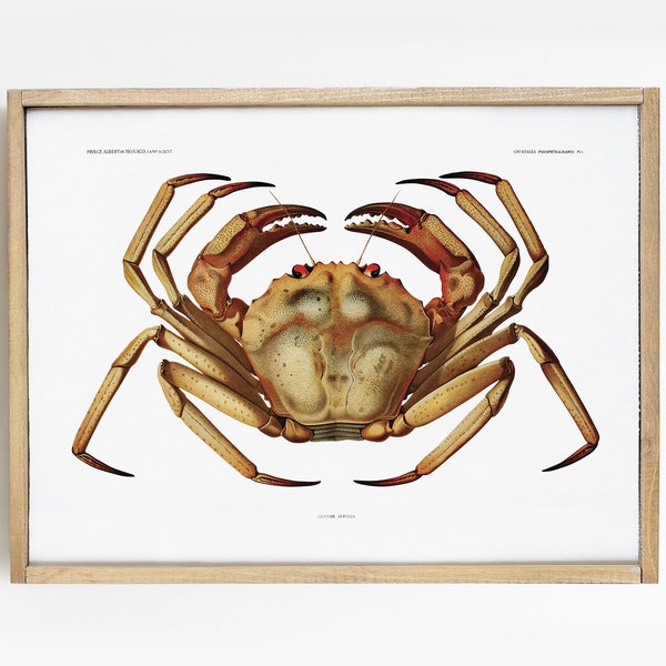 Red Crab Print - Etsy