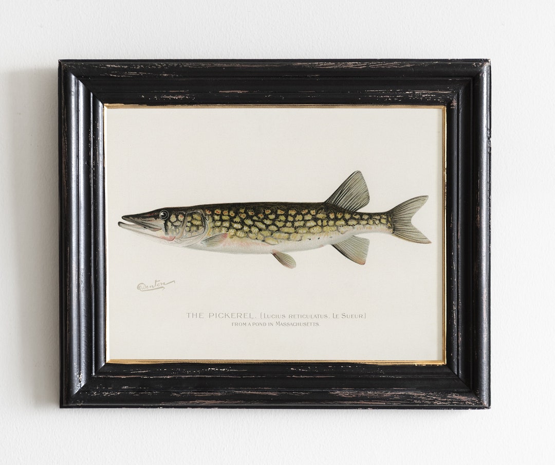 Pickerel Print, Pickerel Painting, Fish Vintage Print, Man Cave Decor ...