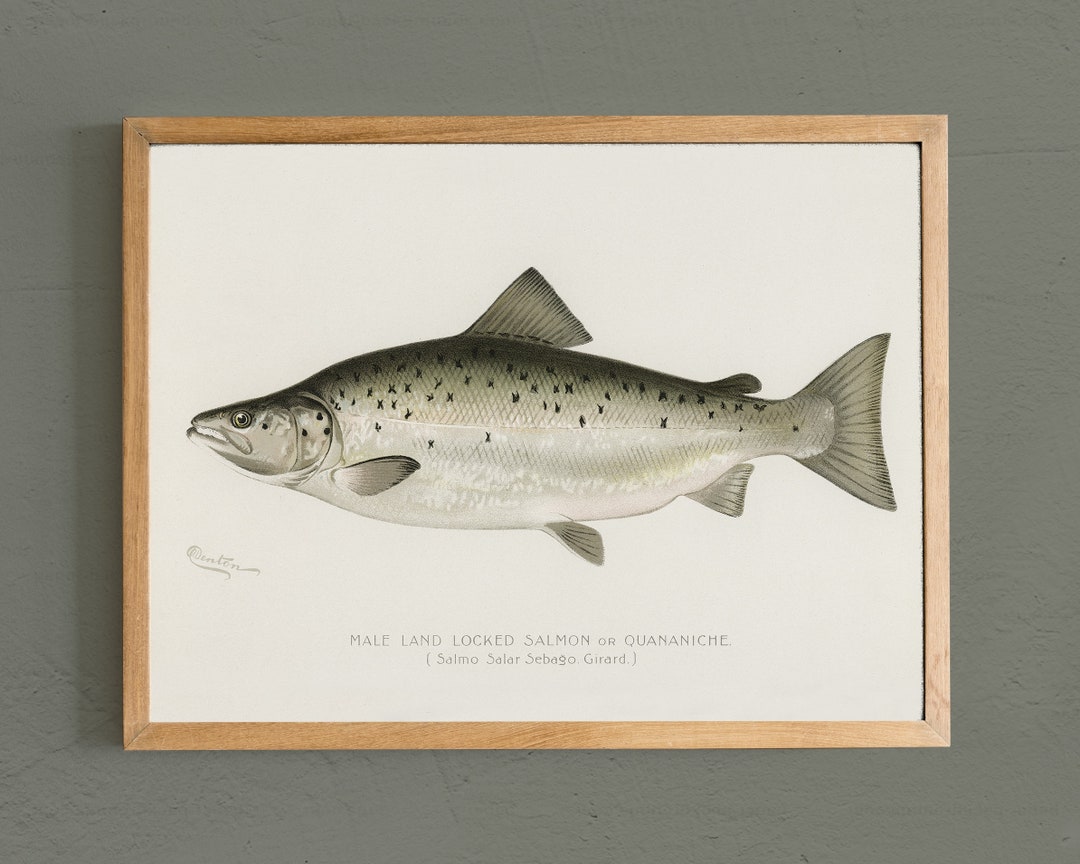 Salmon Print, Salmon Painting, Fish Vintage Print, Cabin Decor ...