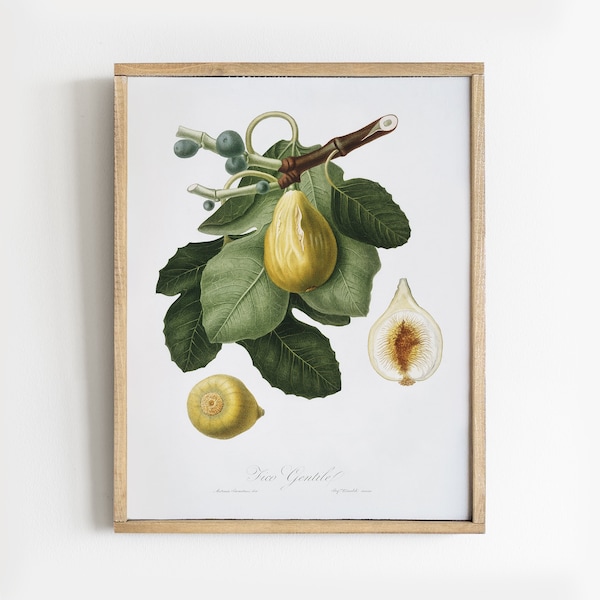 Fig Print - Etsy