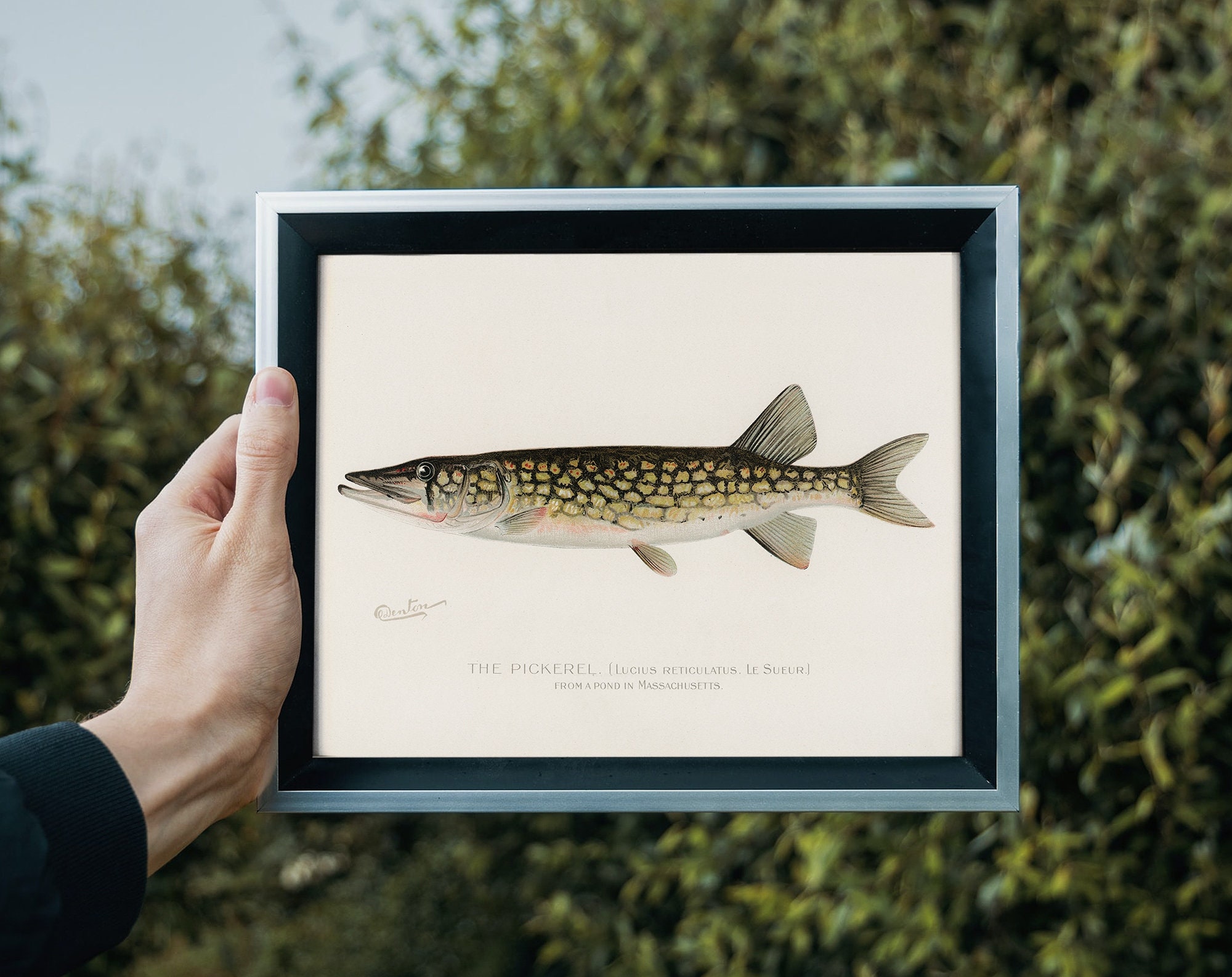 Pickerel Print Pickerel Painting Fish Vintage Print Man - Etsy