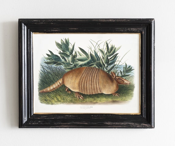 Armadillo Print Armadillo Painting Clasroom Decor Vintage | Etsy