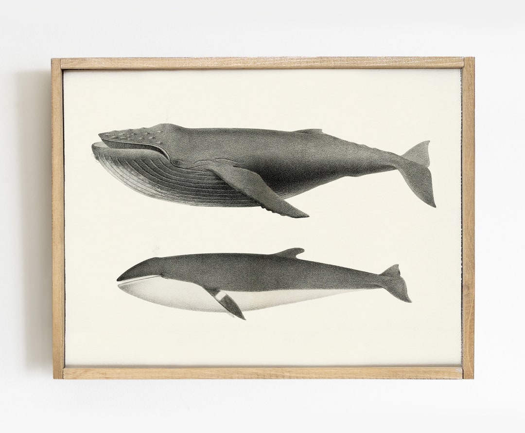 Whale Vintage Print, Sea Animal Lllustration, Beach House Decor, Ocean ...