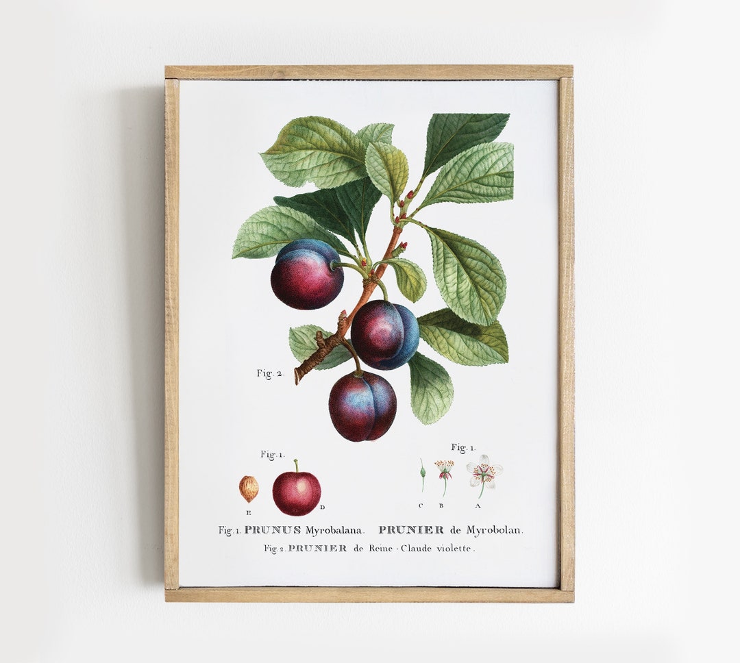 Plum Print, Plum Botanical Print, Fruit Antique Print, Fruit Art, Décor ...