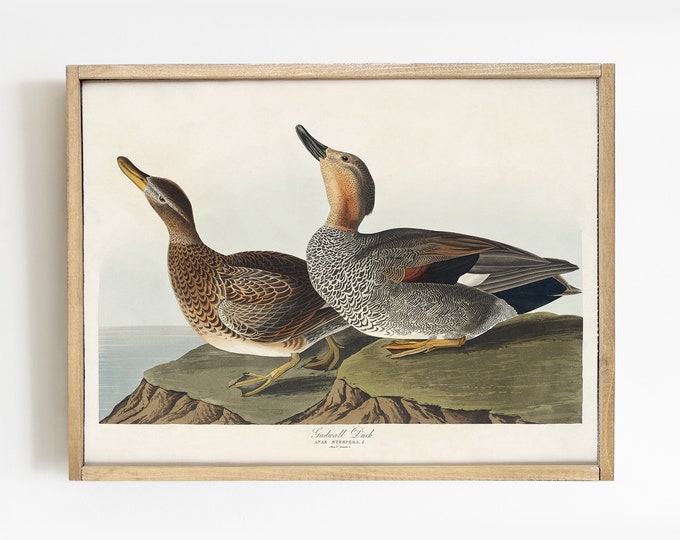 Black Duck Print, Antique Bird Painting, Vintage Drawing Poster Wall ...