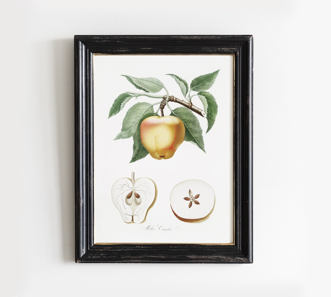 Apples Print, Carla Apple, Fruit Antique Print, Botanical Print ...