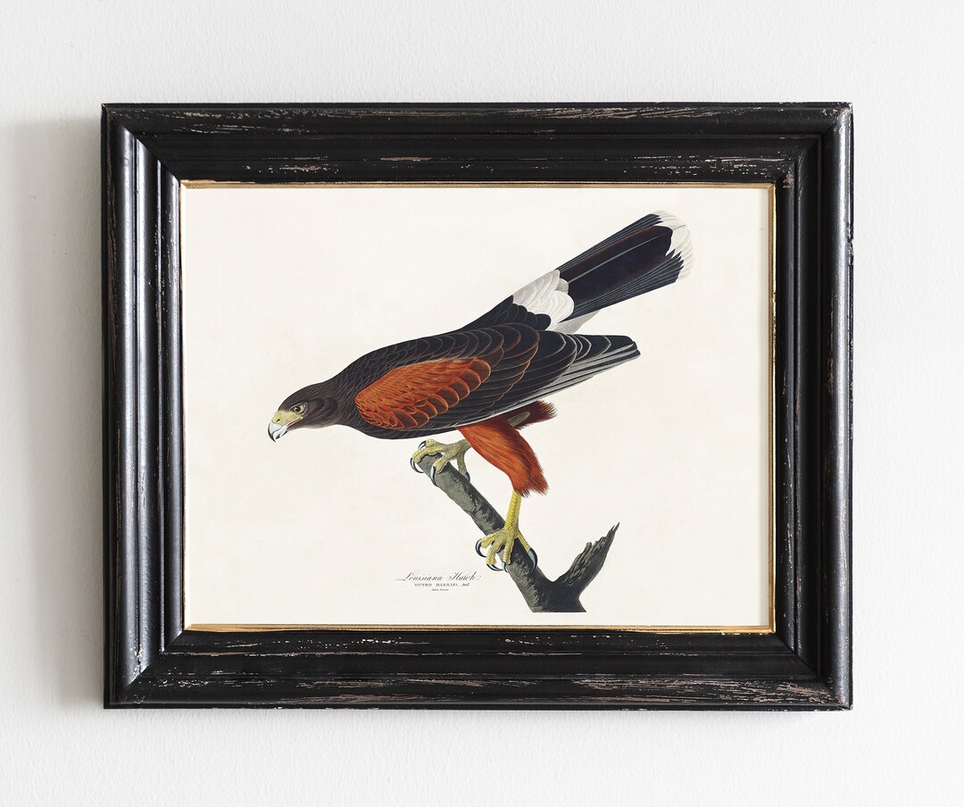 Hawk Print, Louisiana Hawk, Anique Bird Print, Birds of America ...