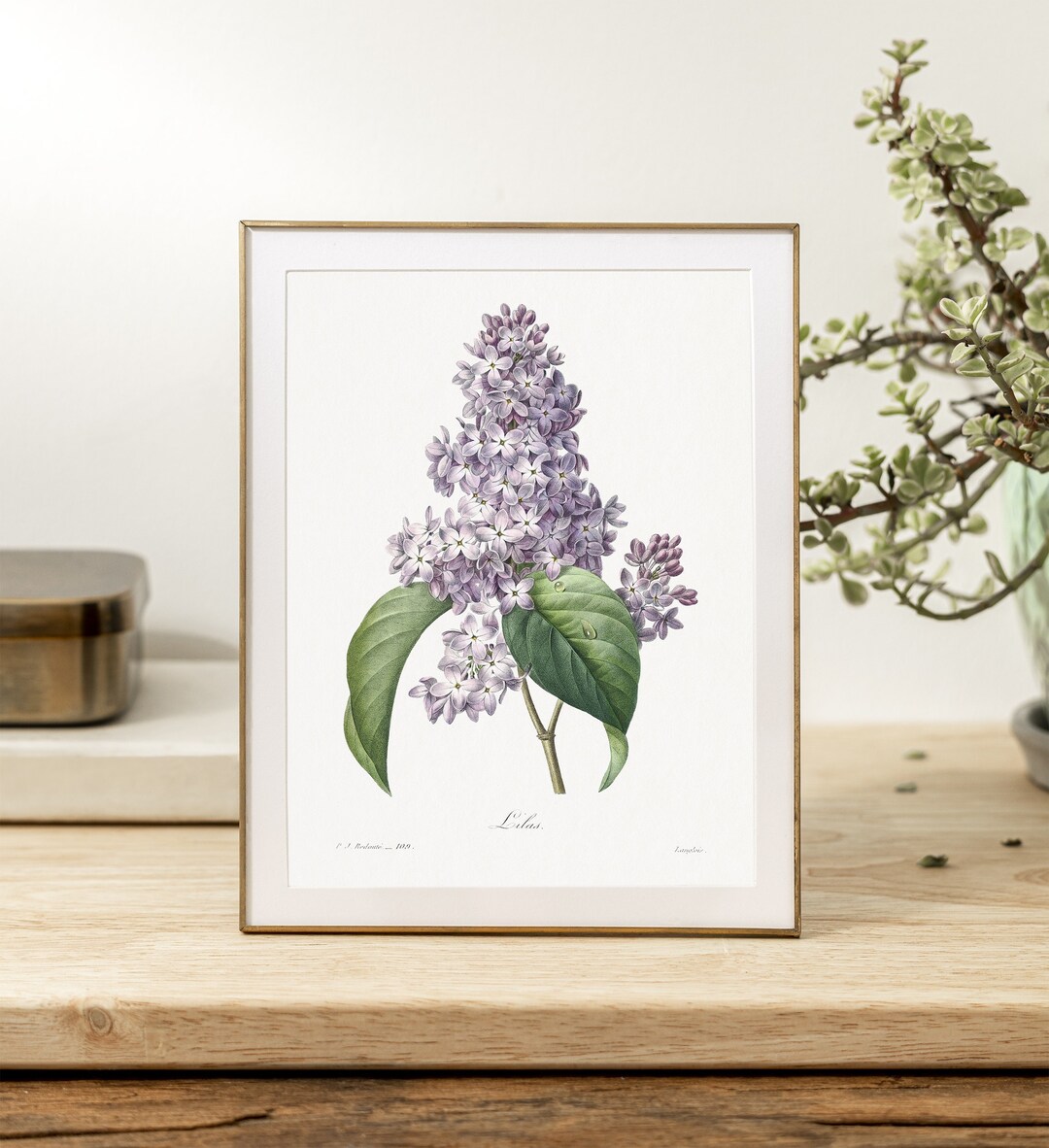 Lilac Antique Botanical Print: Farmhouse Kitchen Decor # V19 - Etsy