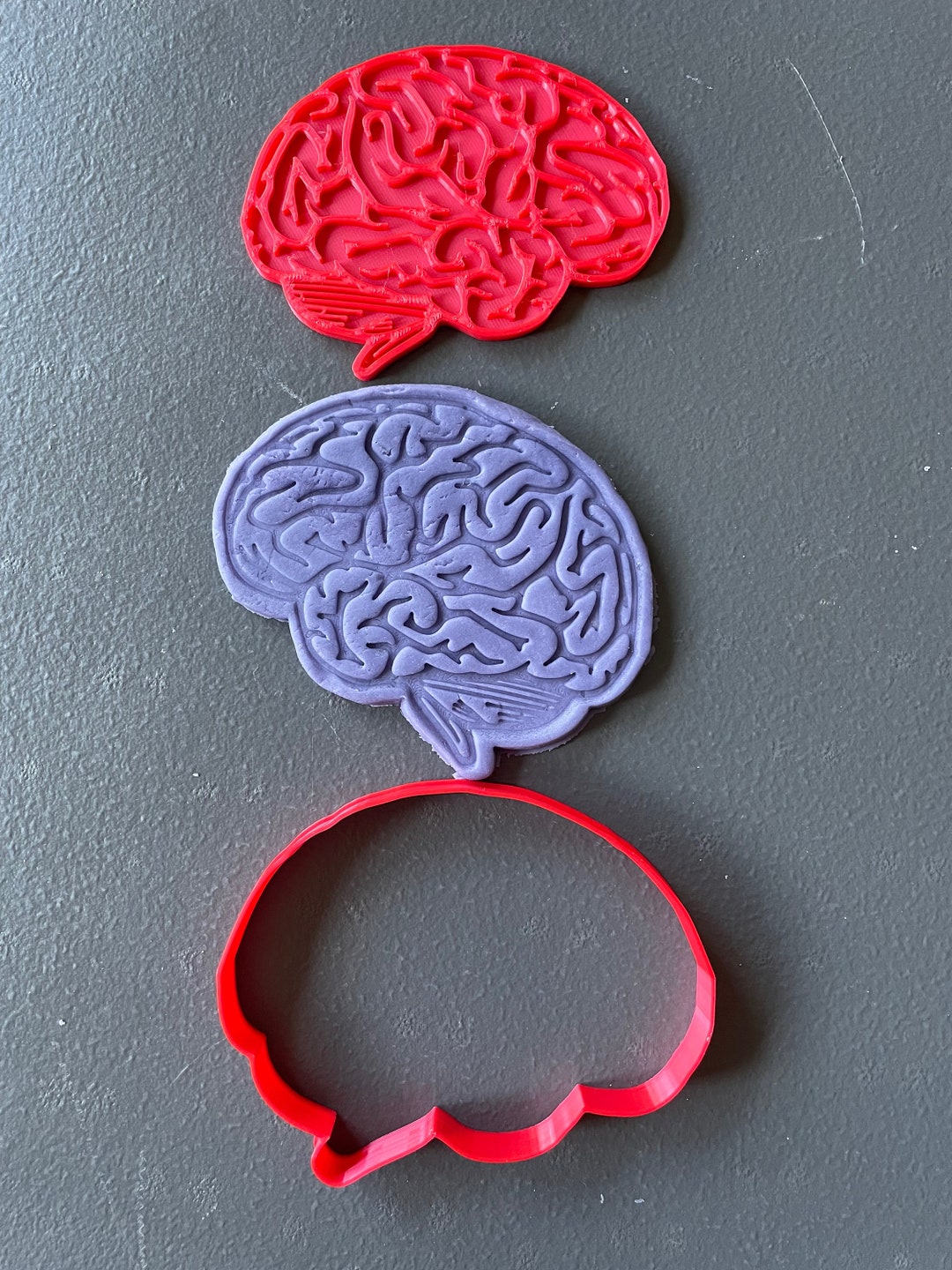 Anatomical Brain STL Digital File - Etsy