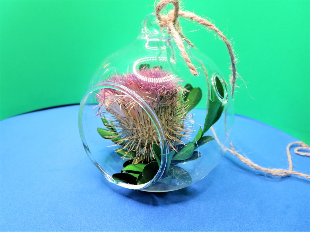 Thistle Décoration , Dried Thistle Terrarium, Real Thistle Art Scottish ...