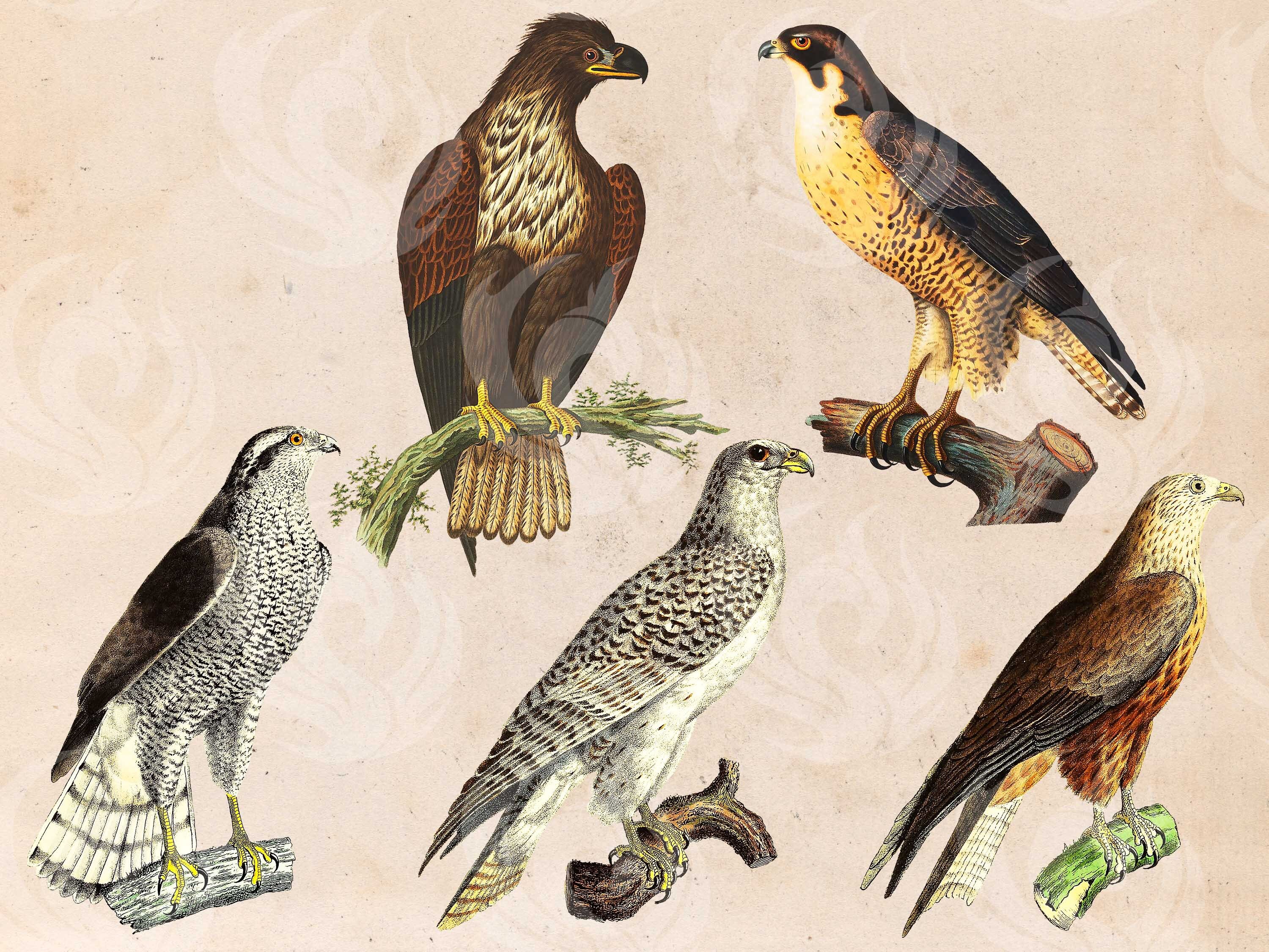 Vintage Falcon Digital Cliparts Ornithology Antique Birds - Etsy