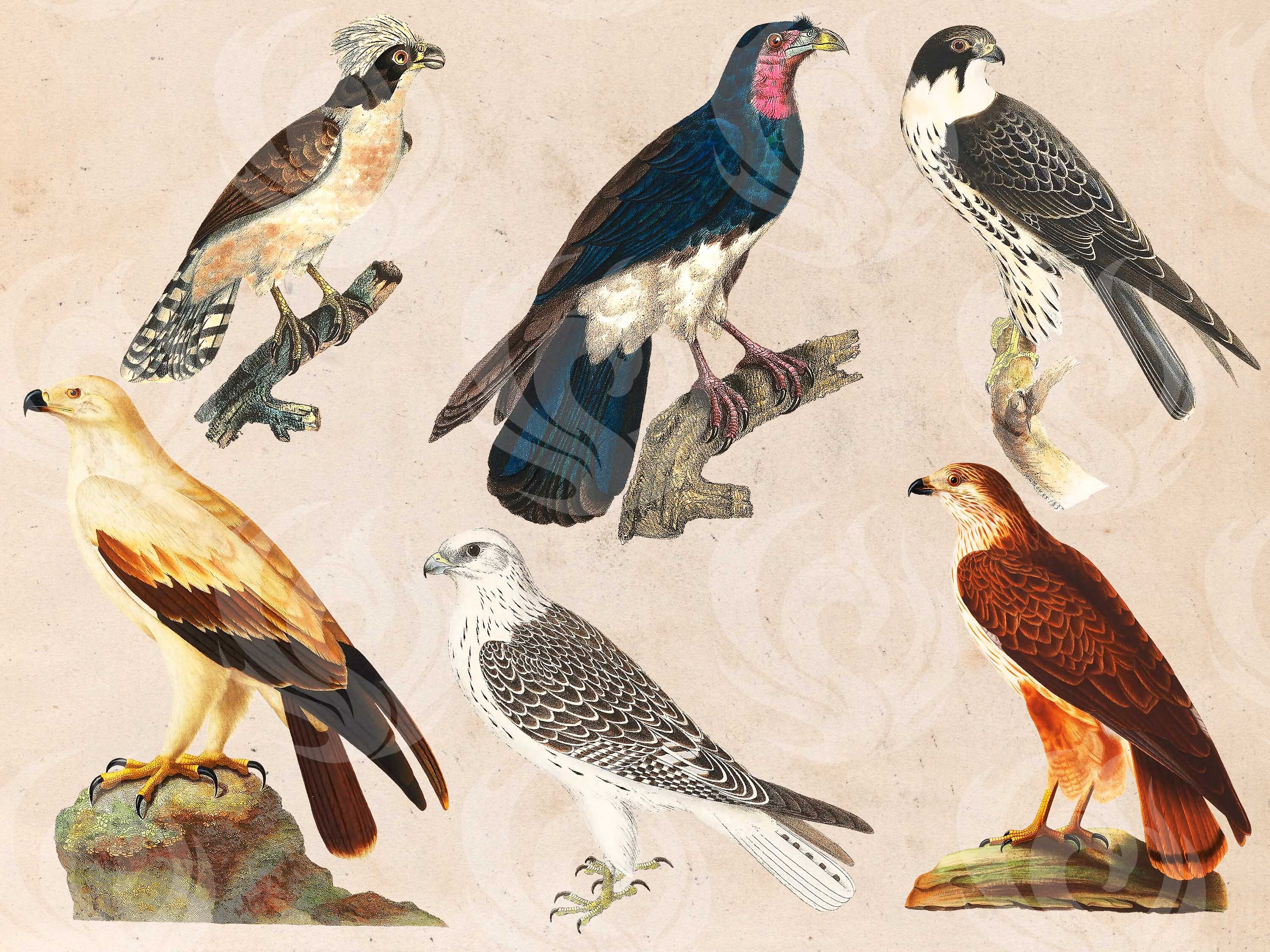 Vintage Falcon Digital Cliparts Ornithology Antique Birds - Etsy