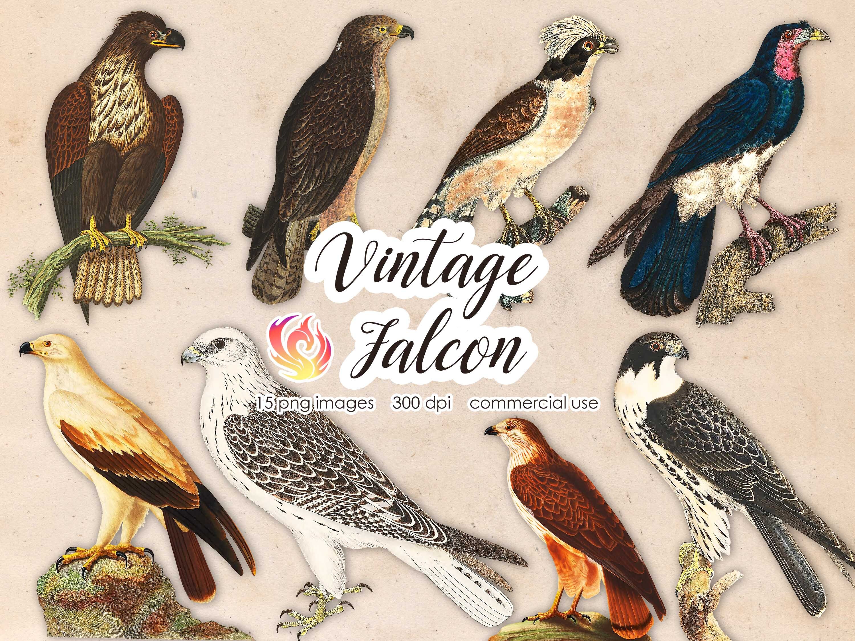 Bullet Hawk Eyes Clipart