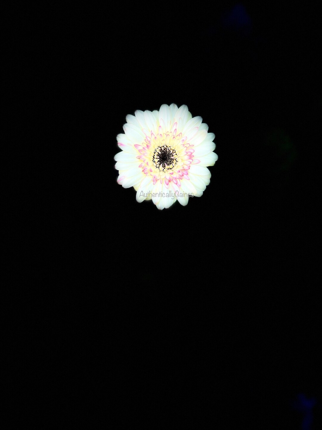 Floating Daisy - Etsy
