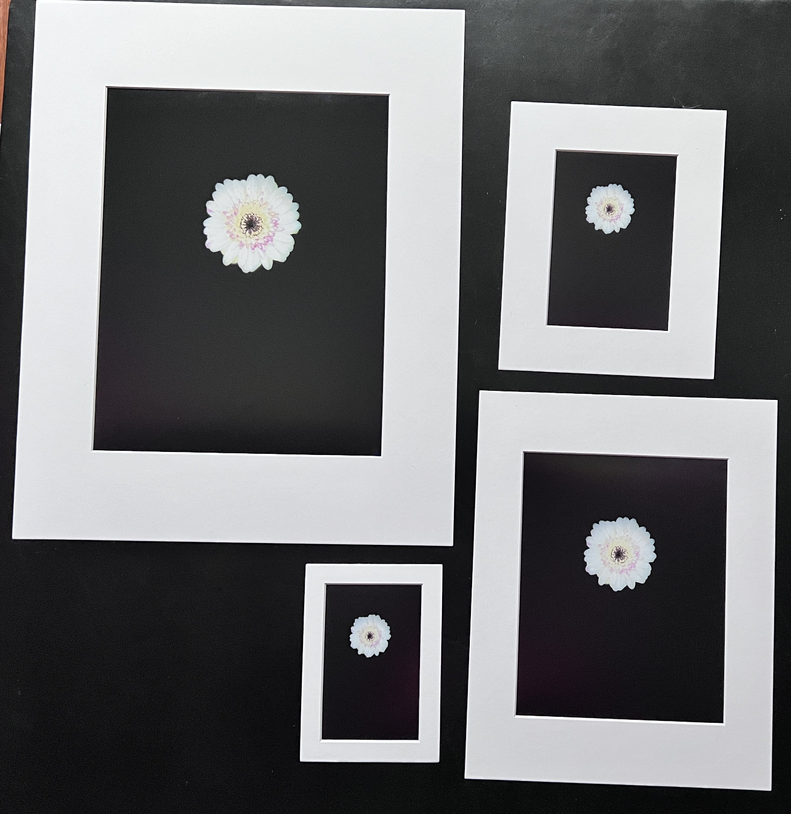 Floating Daisy - Etsy