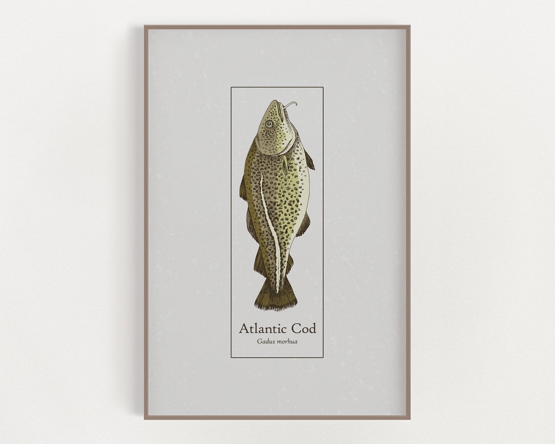 Atlantic Cod Fishing - Cod Fish Wall Art - Kitchen Wall Art - Seafood ...