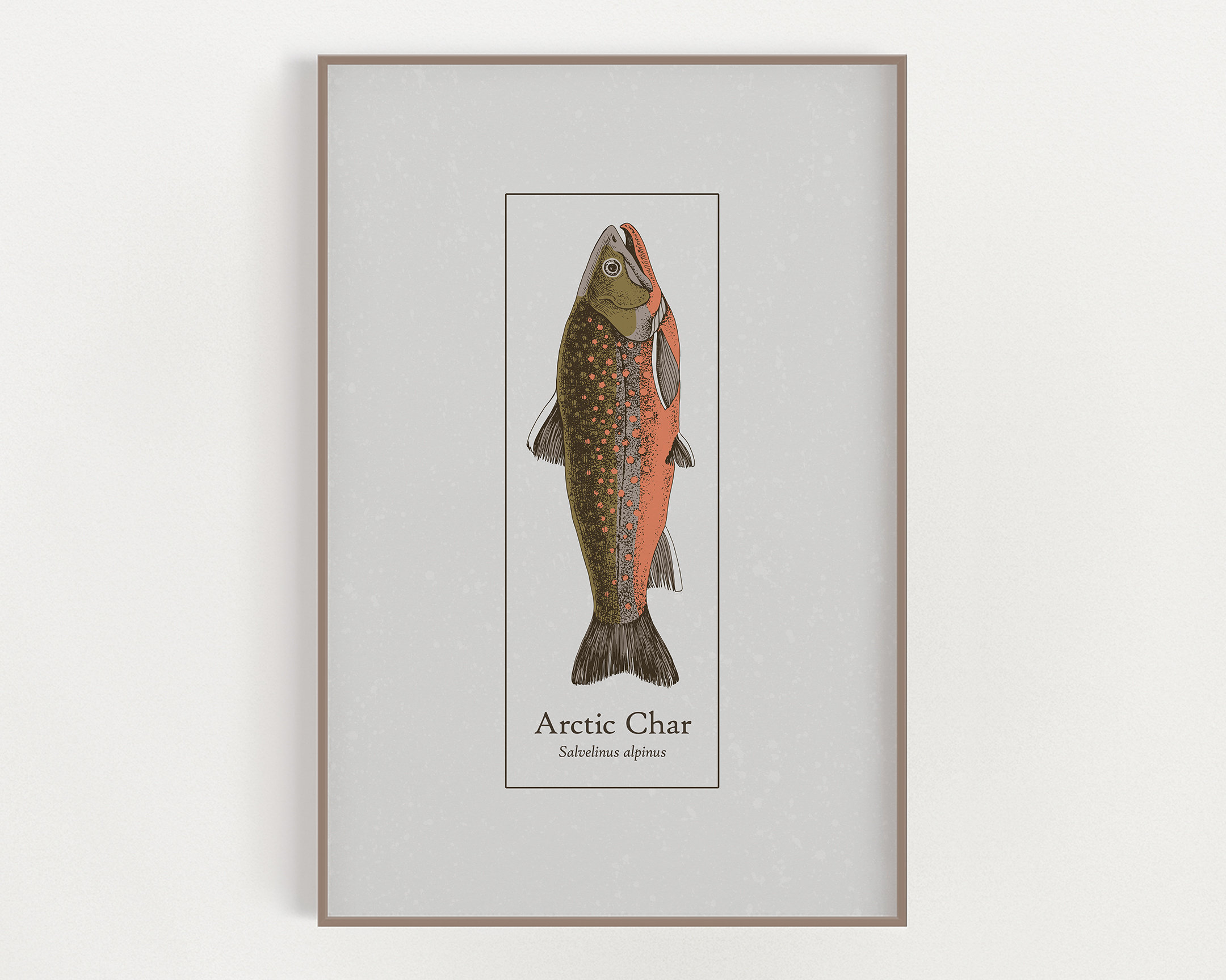 Arctic Char Fish Art - Arctic Char Print - Char Fishing Print Poster ...