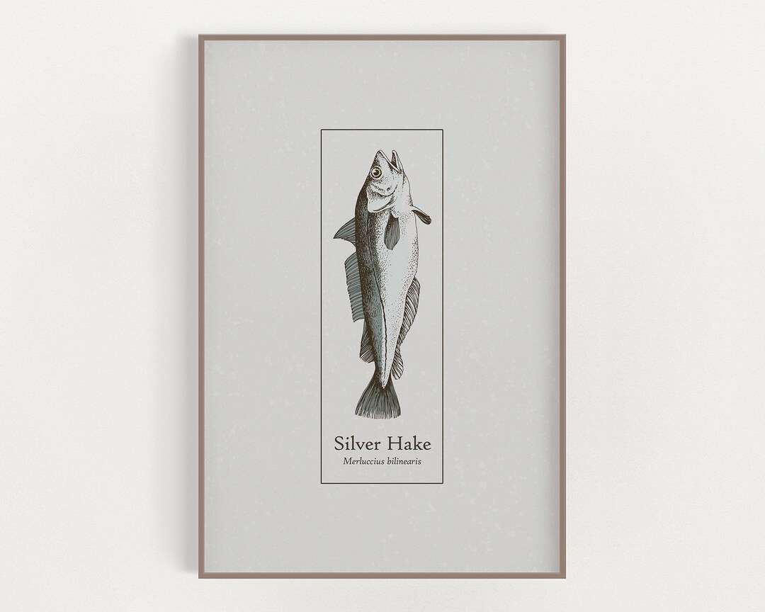 Silver Hake Fishing - Atlantic Hake - New England Hake - Fish Art Print ...
