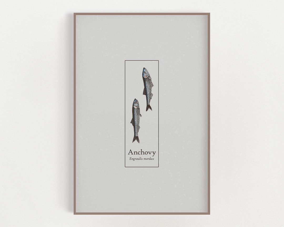 Anchovy Fishing - Anchovies - Anchovy Print - Fish Art Print Poster ...