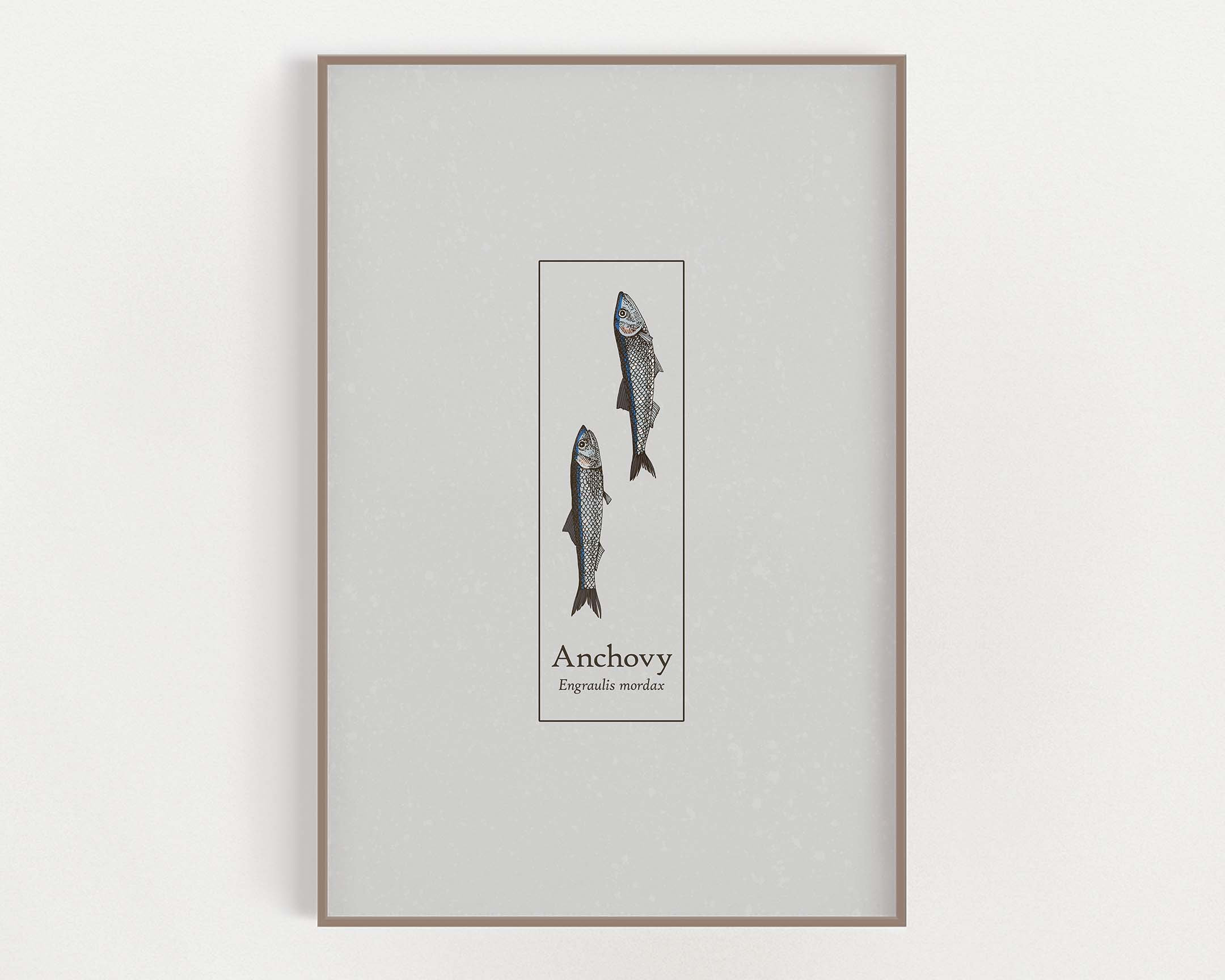Anchovy Fishing - Anchovies - Anchovy Print - Fish Art Print Poster ...