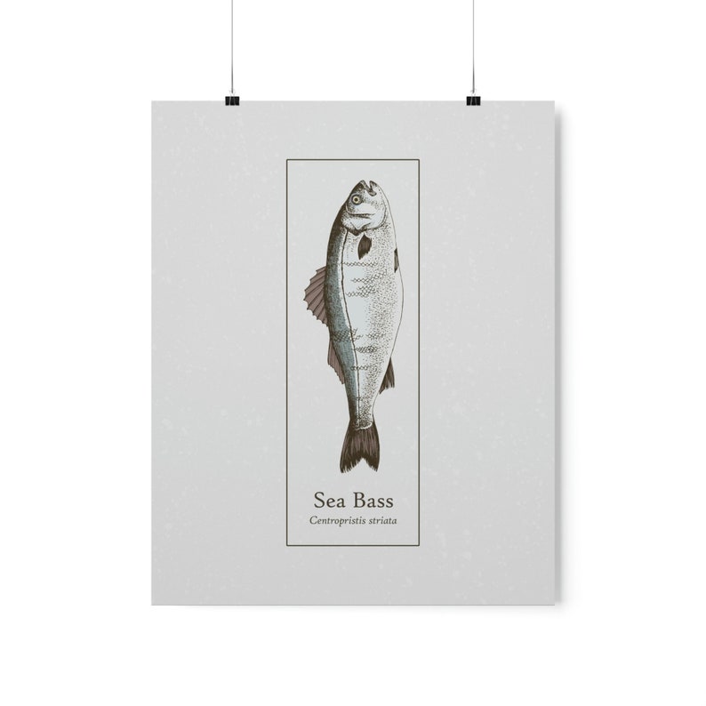 Sea Bass Print Gone Fishing Art Fisherman Gift Black Sea Bass Fish Art ...