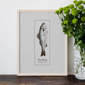 Sea Bass Print - Gone Fishing Art - Fisherman Gift - Black Sea Bass ...