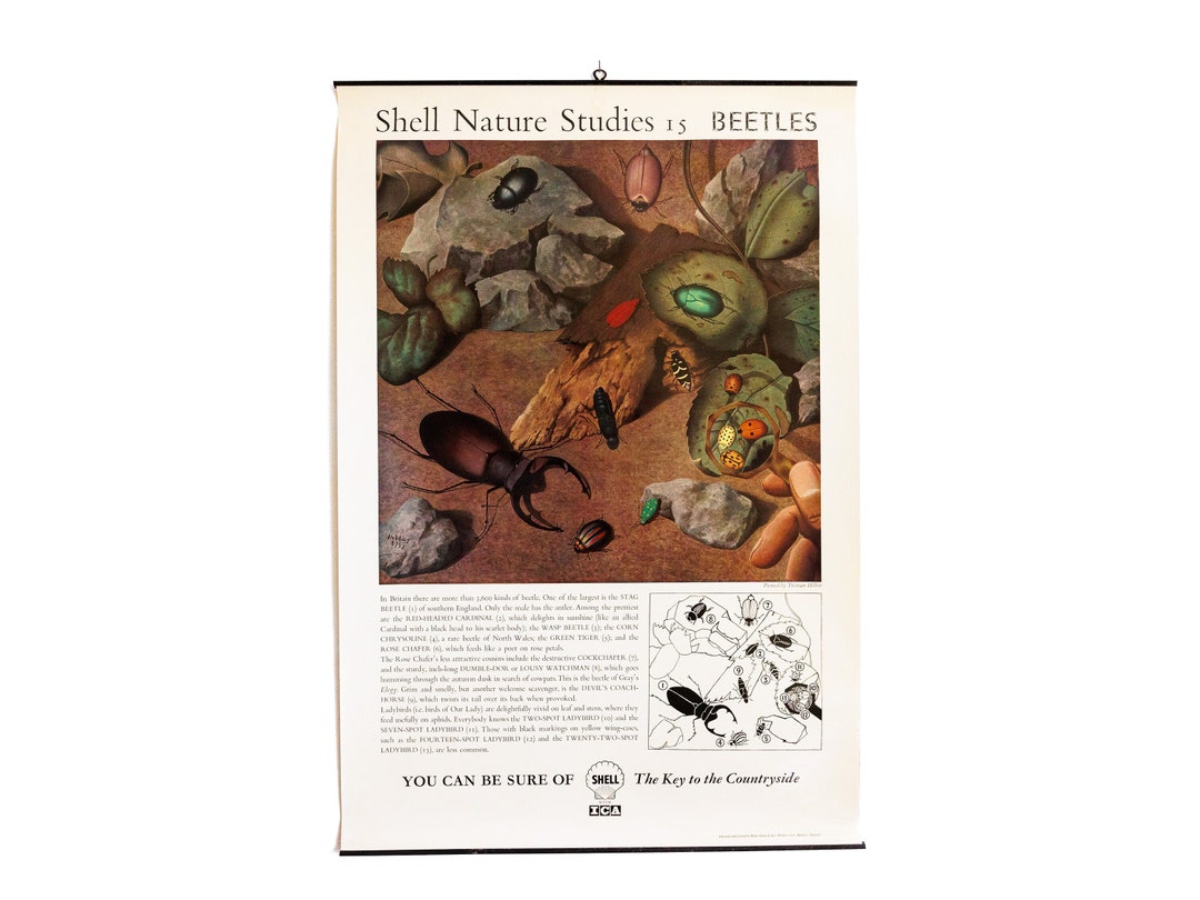 Collection of Vintage Shell Nature Studies Educational Posters Mid ...