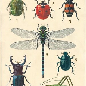 Insects “20 X 28” Poster| Large Poster|quality Poster|vintage Poster ...