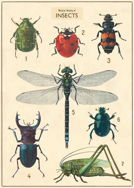 Insects “20 X 28” Poster| Large Poster|quality Poster|vintage Poster ...