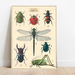Insects “20 X 28” Poster| Large Poster|quality Poster|vintage Poster ...