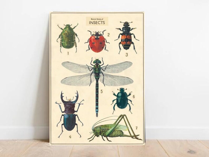 Insects “20 X 28” Poster| Large Poster|quality Poster|vintage Poster ...