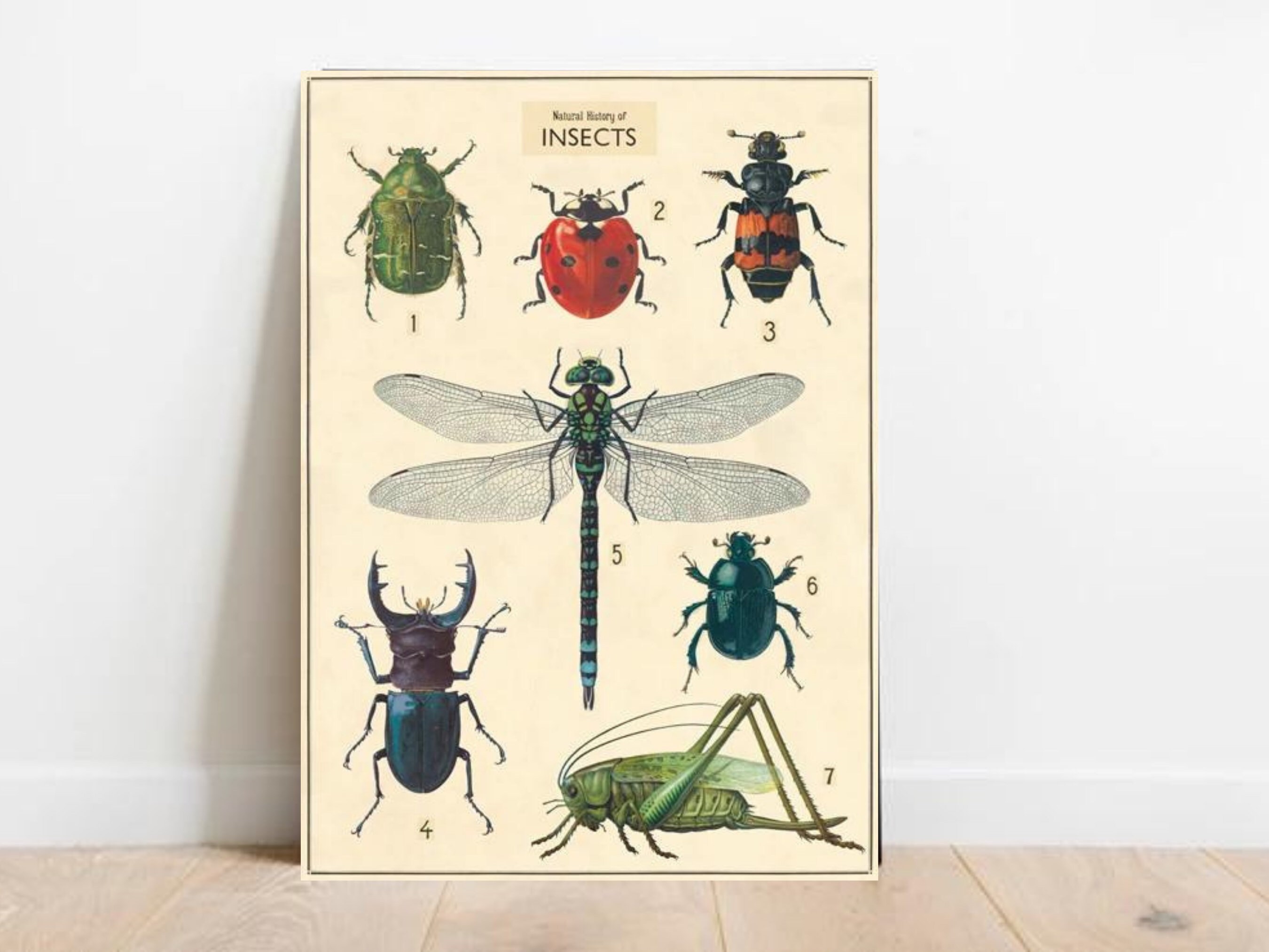 Insects “20 X 28” Poster| Large Poster|quality Poster|vintage Poster ...