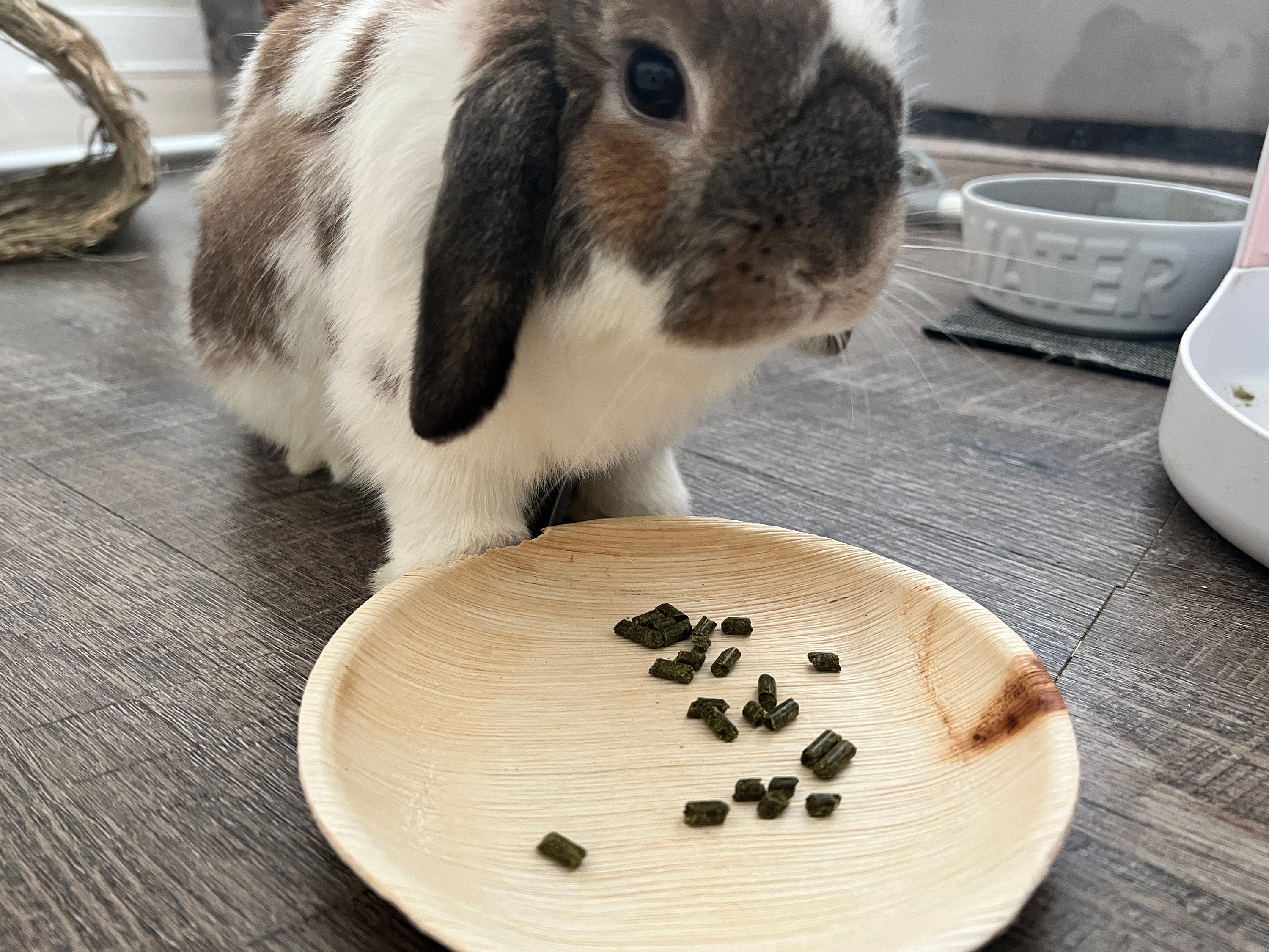 Natural Round Palm Leaf Bowls Chewable Bowl for Rabbit - Etsy
