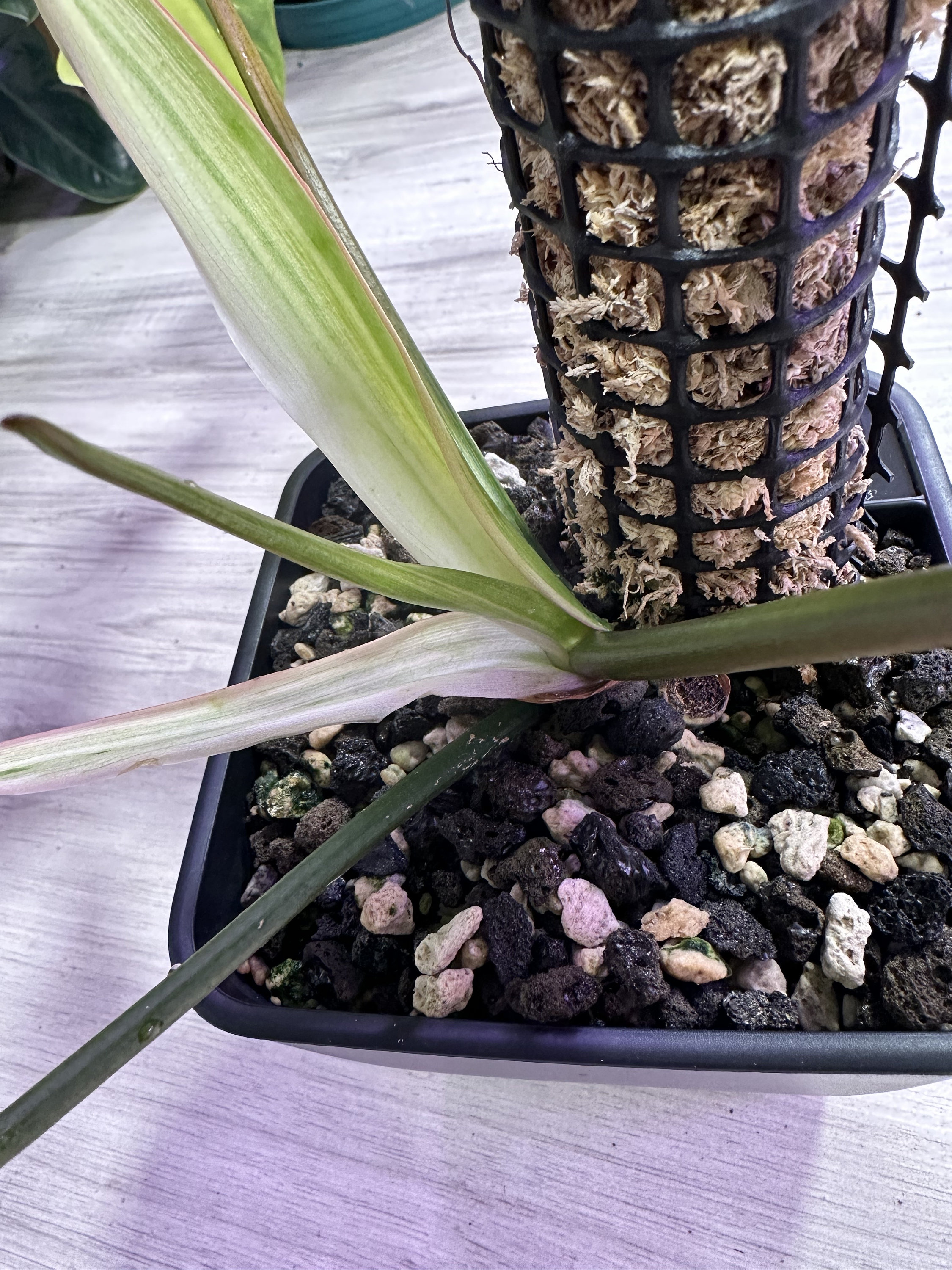 Denver houseplant rare plant shop | Denver houseplant and rare plant shop