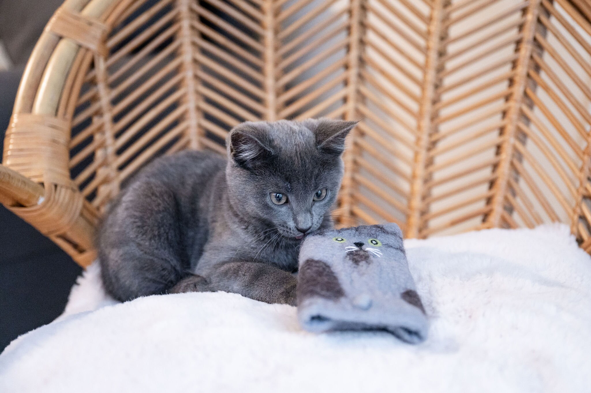 Refill Cat Toy Eco Cat Toy Kicker Toy Catnip Kitten Toy - Etsy UK