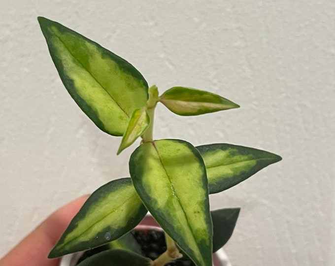 Hoya Bella lida Buis Aka luis Bois Rare Variegated Rooted Starter Wax ...