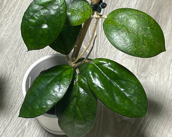 Hoya Siam Ruby - Etsy
