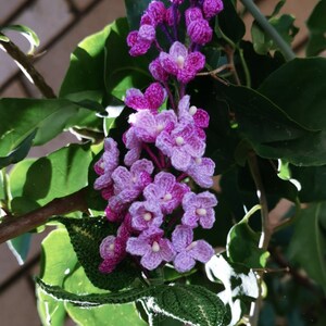 Crochet Pattern - LILAC Mini Bouquet - Level 5 - Etsy