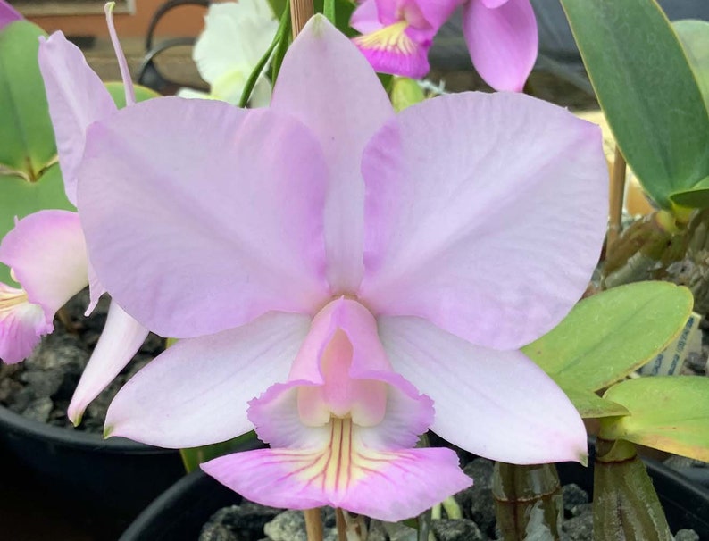 Cattleya Nobilior Venoso Federal X Cattleya Nobilior Amaliae D. Arlene ...