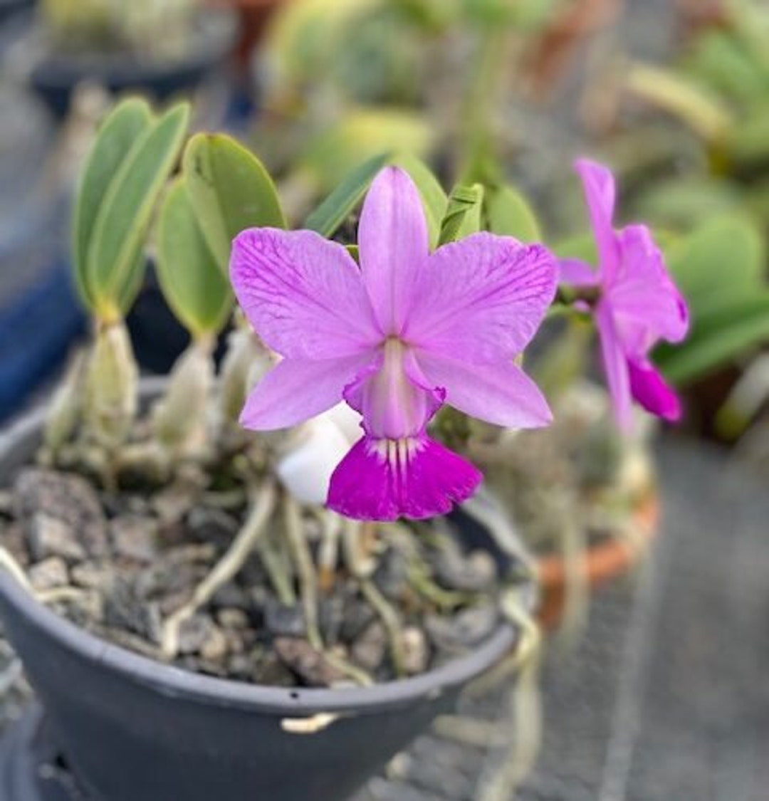 Cattleya Walkeriana Rubra Sabará X Cattleya Walkeriana Flamea Adriana ...