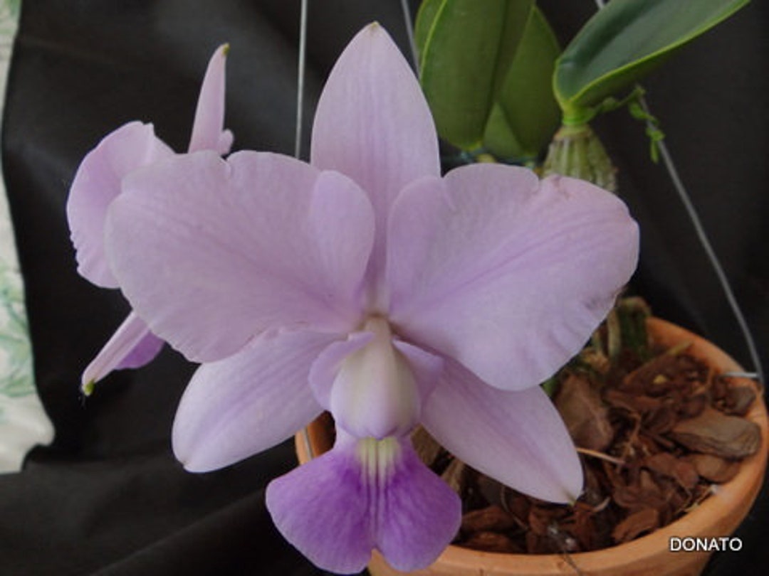 Walkeriana Cerulea Donato X Cerulea Blue Emotion - Etsy