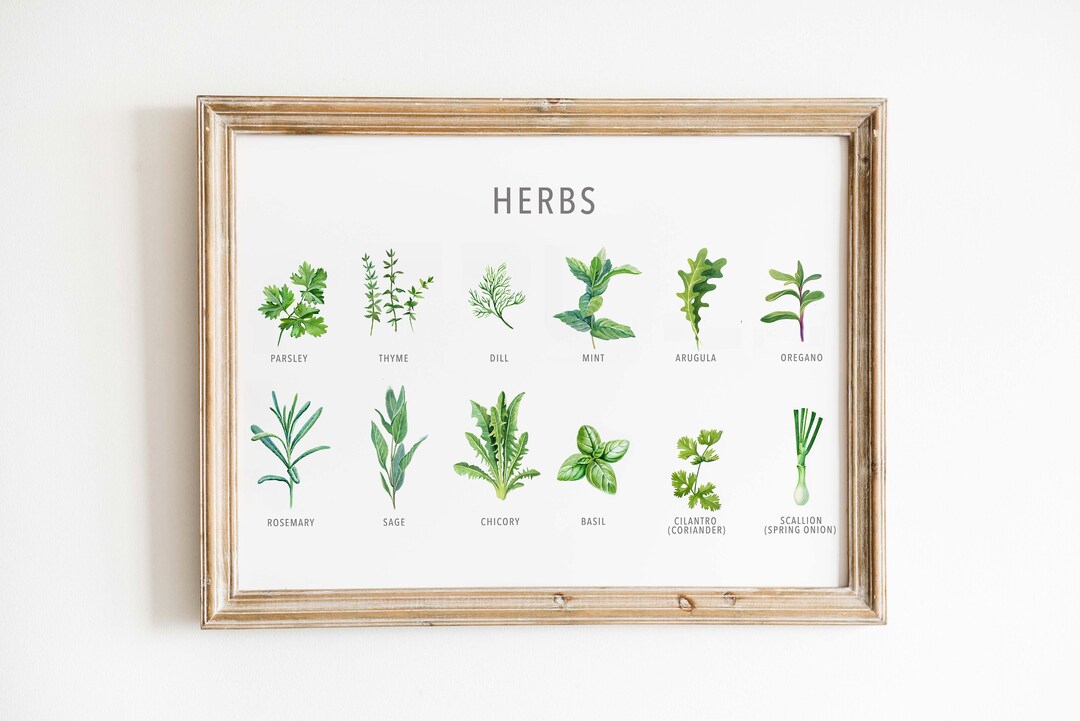 Types of Herb Print, Herb Guide Kitchen Poster, Herb Poster, Kitchen ...