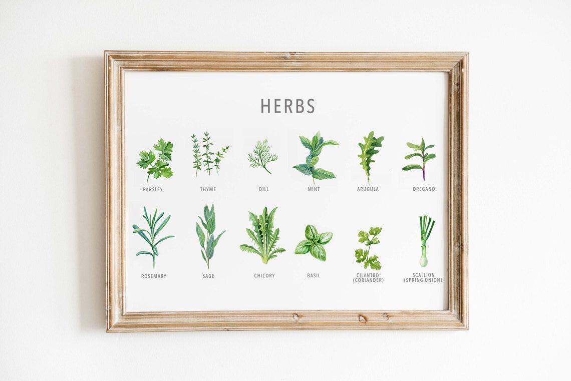 Types of Herb Print, Herb Guide Kitchen Poster, Herb Poster, Kitchen ...