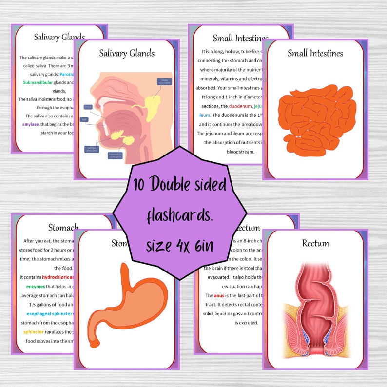 Digestive System Learning and Studying Resources - Etsy
