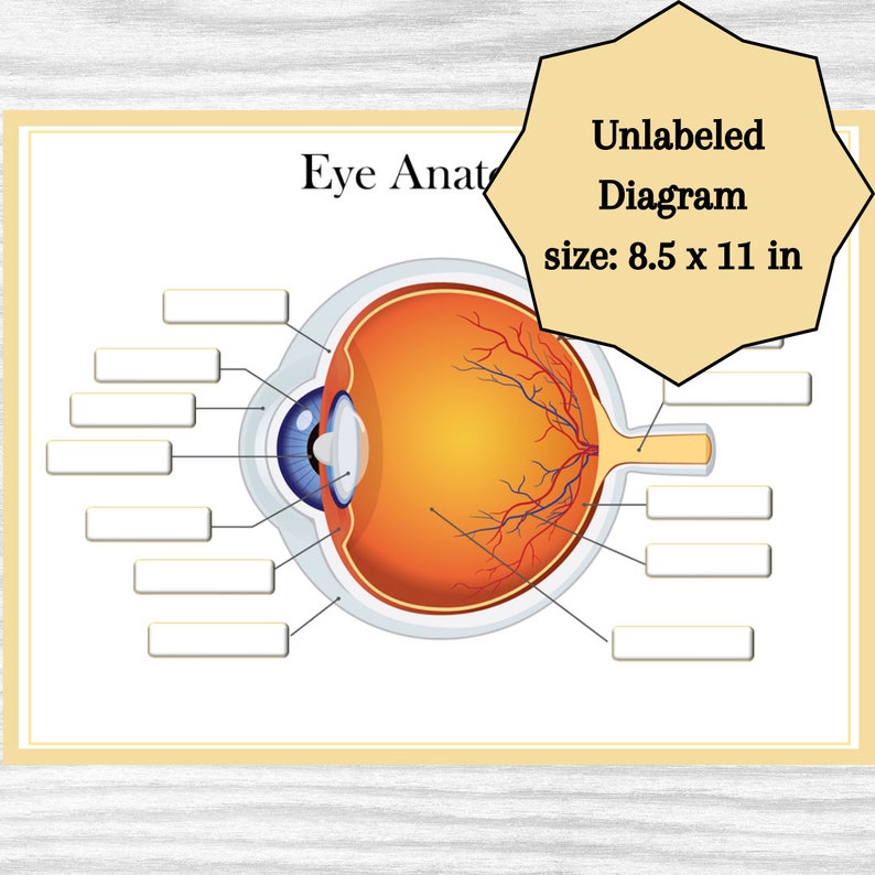 Eye Anatomy Labeling Diagram Classroom Poster and Study Aid - Etsy