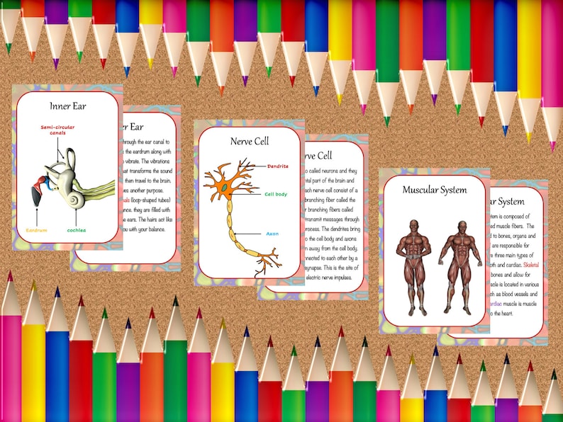 Anatomy Printable Flashcards / Anatomy for Kids / Human | Etsy
