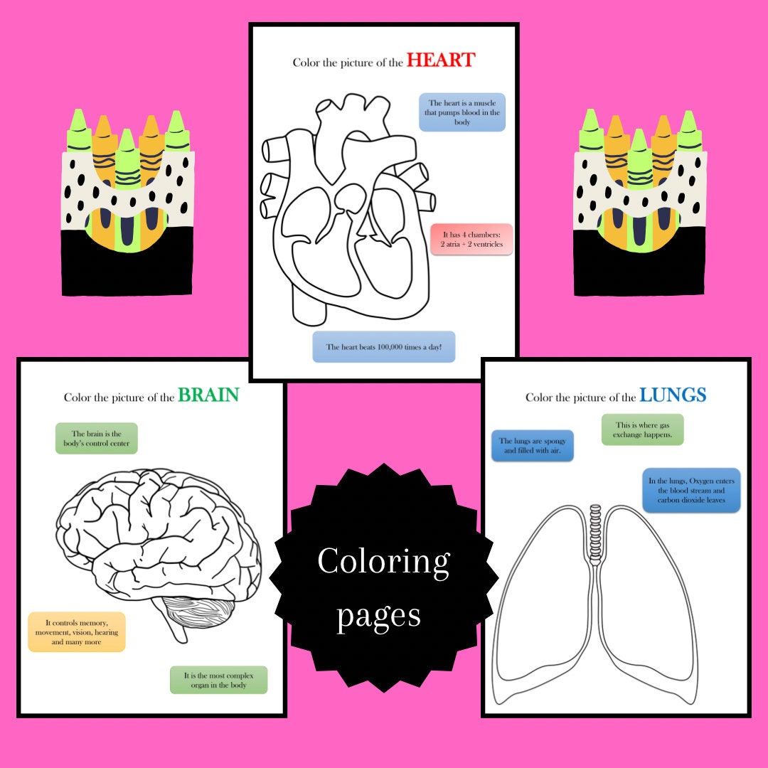 Human Anatomy Printable Coloring and Activity Book for Kids With Word ...